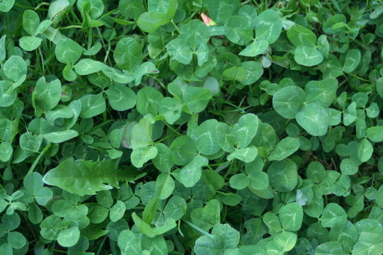 รูปภาพ"Trifolium – เลือกดูภาพถ่ายสต็อก เวกเตอร์ และวิดีโอ10,494 | Adobe ...