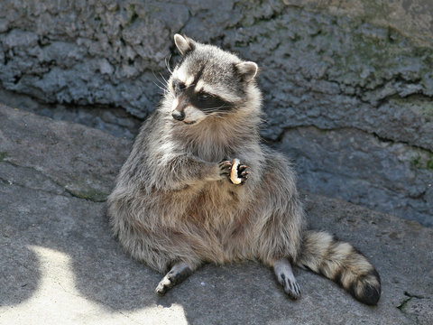 รูปภาพRacoon – เลือกดูภาพถ่ายสต็อก เวกเตอร์ และวิดีโอ147,758 | Adobe Stock