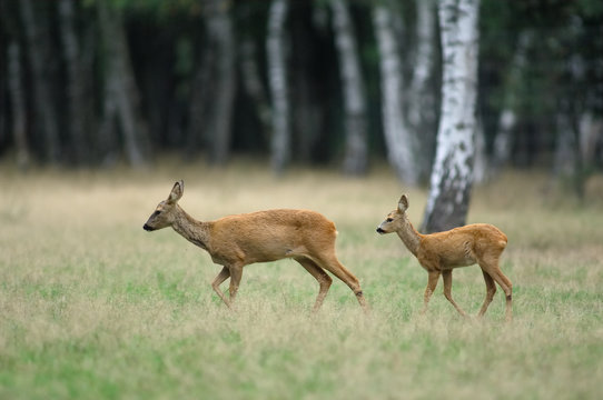 รูปภาพChevrillard – เลือกดูภาพถ่ายสต็อก เวกเตอร์ และวิดีโอ136 | Adobe Stock