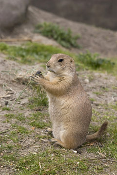 รูปภาพZieselmaus – เลือกดูภาพถ่ายสต็อก เวกเตอร์ และวิดีโอ2 | Adobe Stock