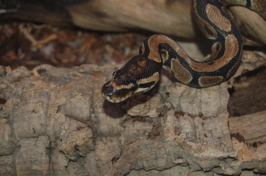 Ezezezez Images – Browse 5 Stock Photos, Vectors, and Video | Adobe Stock