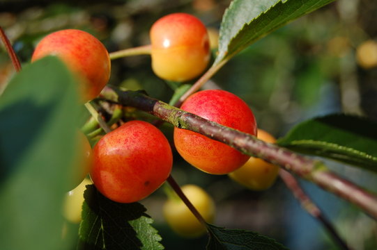 「Ddssd」の写真素材 | 11件の無料イラスト画像 | Adobe Stock