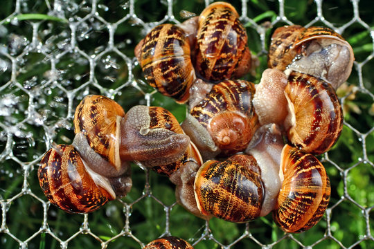 Imágenes de "Escargots: descubre bancos de fotos, ilustraciones ...