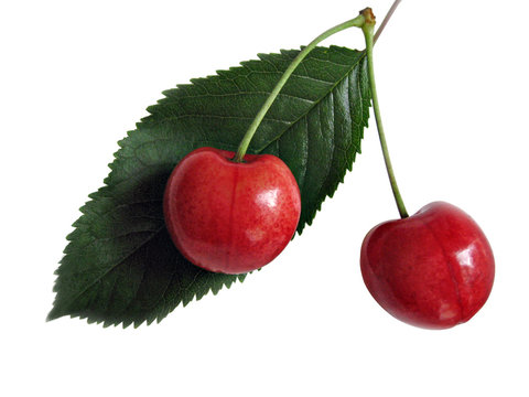 รูปภาพCerise – เลือกดูภาพถ่ายสต็อก เวกเตอร์ และวิดีโอ50,122 | Adobe Stock