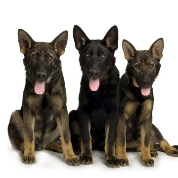 Imagens de Wolfpack – Explore Fotografias do Stock, Vetores e Vídeos de ...