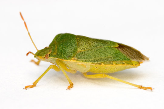 รูปภาพBestiole – เลือกดูภาพถ่ายสต็อก เวกเตอร์ และวิดีโอ493 | Adobe Stock