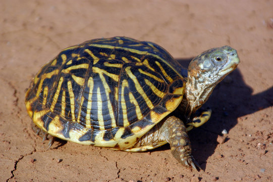 "Box Turtle" Images – Browse 2,345 Stock Photos, Vectors, and Video ...
