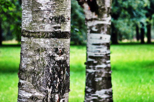 「Birken」の画像 - 6,601 件の Stock 写真、ベクターおよびビデオ | Adobe Stock