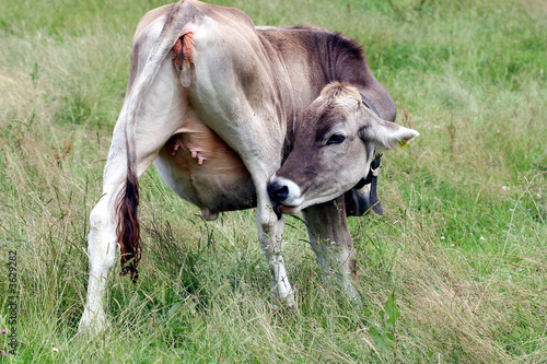 "Kuhhintern" Stockfotos und lizenzfreie Bilder auf Fotolia.com - Bild ...