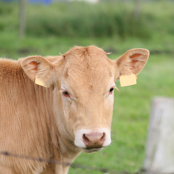 Veau Images – Browse 150,713 Stock Photos, Vectors, and Video | Adobe Stock