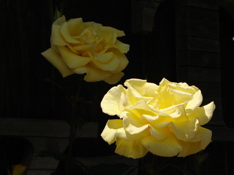 "Double Rose" Images – Browse 240 Stock Photos, Vectors, and Video ...