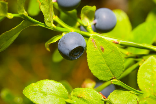 Whortleberry-Bush Images – Browse 16 Stock Photos, Vectors, and Video ...