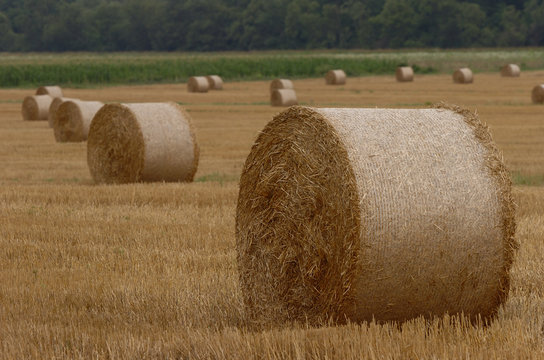 "Bundle Of Hay" Images – Browse 80 Stock Photos, Vectors, and Video ...