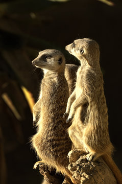 รูปภาพMeerkats – เลือกดูภาพถ่ายสต็อก เวกเตอร์ และวิดีโอ56,099 | Adobe Stock