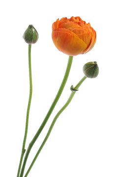 Imagens de 2C – Explore Fotografias do Stock, Vetores e Vídeos de 598 ...