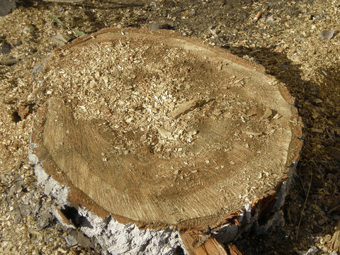 Stumb Images – Browse 84 Stock Photos, Vectors, and Video | Adobe Stock