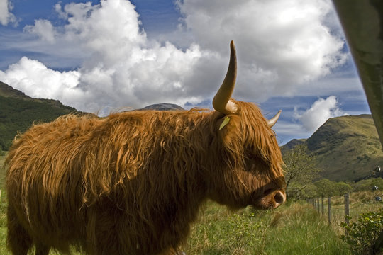 Heilan Bilder – Durchsuchen 166 Archivfotos, Vektorgrafiken und Videos ...