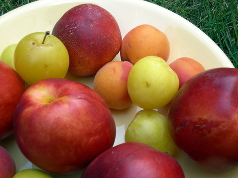 Frut Bilder – Durchsuchen 872 Archivfotos, Vektorgrafiken und Videos ...