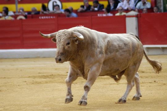 "Toro De Lidia" Images – Browse 399 Stock Photos, Vectors, and Video ...