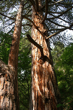 รูปภาพBoisette – เลือกดูภาพถ่ายสต็อก เวกเตอร์ และวิดีโอ4 | Adobe Stock