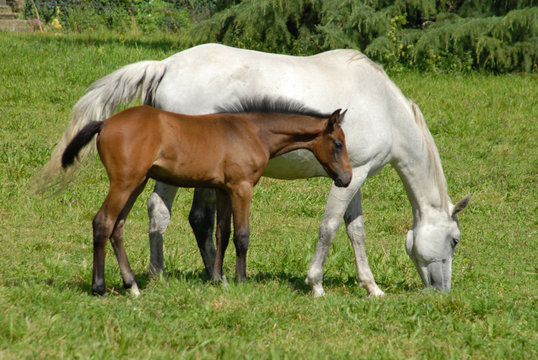 รูปภาพJument – เลือกดูภาพถ่ายสต็อก เวกเตอร์ และวิดีโอ11,149 | Adobe Stock
