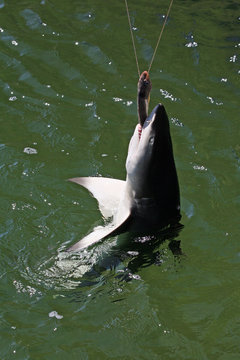 Kimen Images – Browse 38 Stock Photos, Vectors, and Video | Adobe Stock