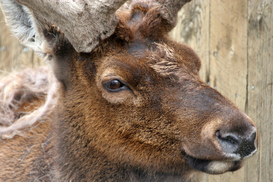 Bull Elk Face