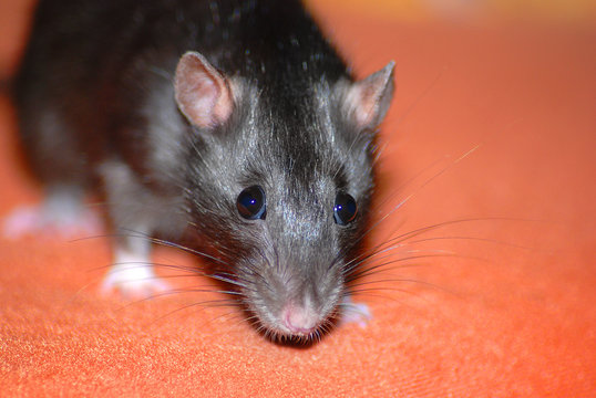 Farbratte bilder – Bläddra bland 125 stockfoton, vektorer och videor ...