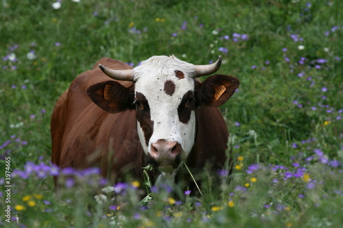 "Vache abondance" photo libre de droits sur la banque d'images Fotolia ...