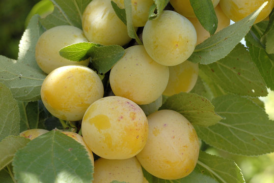 250 MEILLEURES "Reine Claude" IMAGES, PHOTOS ET ILLUSTRATIONS ...