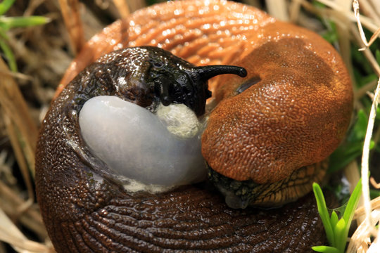 Limaces Images – Browse 67 Stock Photos, Vectors, and Video | Adobe Stock