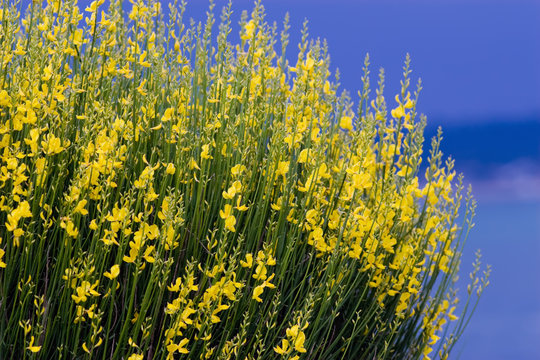 "Spanish Broom"-Bilder: Stock-Fotos & -Videos. | Adobe Stock