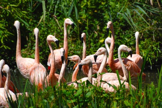 Flament Images – Browse 53 Stock Photos, Vectors, and Video | Adobe Stock