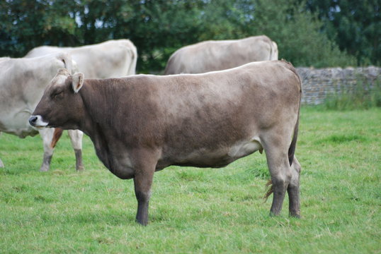 Vvvbb Images – Browse 1 Stock Photos, Vectors, and Video | Adobe Stock