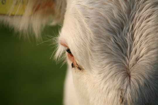 Kuhauge Images – Browse 69 Stock Photos, Vectors, and Video | Adobe Stock