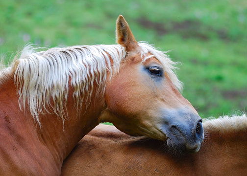 รูปภาพCriniera – เลือกดูภาพถ่ายสต็อก เวกเตอร์ และวิดีโอ3,785 | Adobe Stock