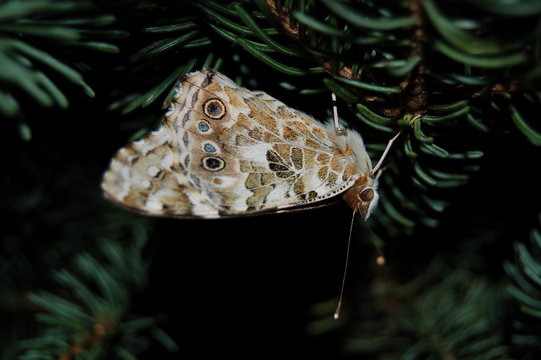 Gfgffg Images – Browse 8 Stock Photos, Vectors, and Video | Adobe Stock