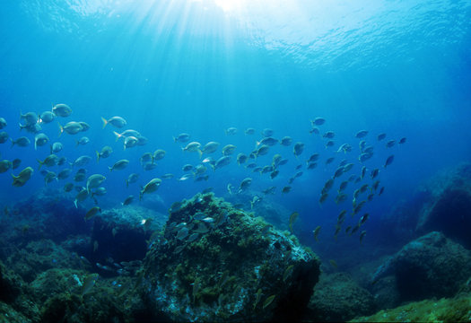 「Fondale」の画像 - 7,344 件の Stock 写真、ベクターおよびビデオ | Adobe Stock