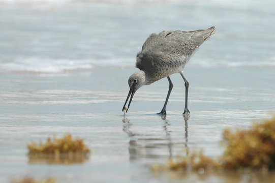 "Willet Bird" Images – Browse 11 Stock Photos, Vectors, and Video ...
