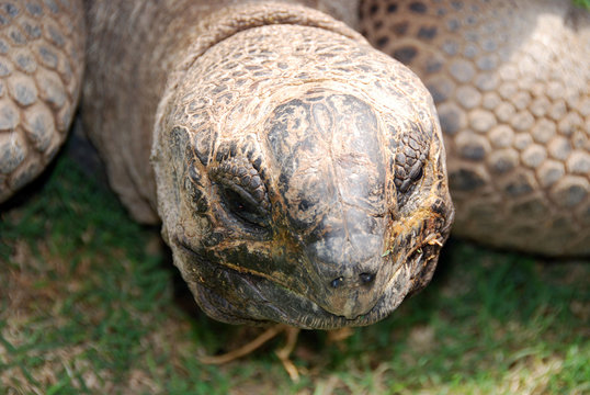 Testuggine Images – Browse 578 Stock Photos, Vectors, and Video | Adobe ...