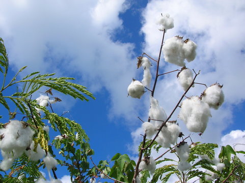 Coton Images – Browse 9,148 Stock Photos, Vectors, and Video | Adobe Stock