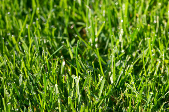 รูปภาพGrass-Plot – เลือกดูภาพถ่ายสต็อก เวกเตอร์ และวิดีโอ1,502 | Adobe ...