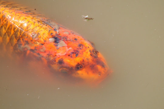 Branchie Bilder – Durchsuchen 335 Archivfotos, Vektorgrafiken und ...