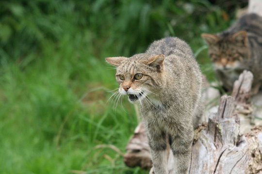 "Wild Cat" Images – Browse 49,277 Stock Photos, Vectors, and Video ...