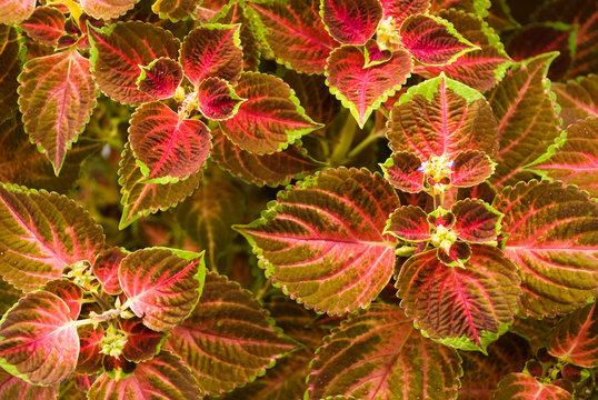 Quaddeln bilder – Bläddra bland 139 stockfoton, vektorer och videor ...