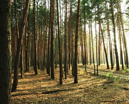 Knur Bilder – Durchsuchen 239 Archivfotos, Vektorgrafiken und Videos ...