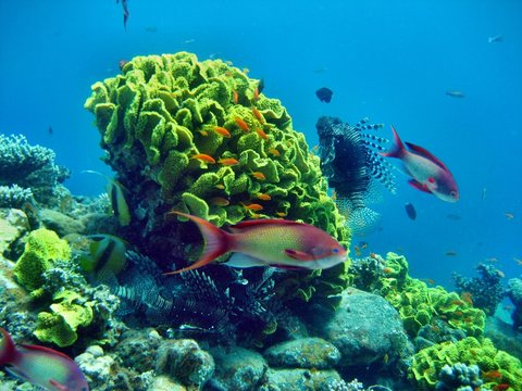 รูปภาพKoralle – เลือกดูภาพถ่ายสต็อก เวกเตอร์ และวิดีโอ19,965 | Adobe Stock