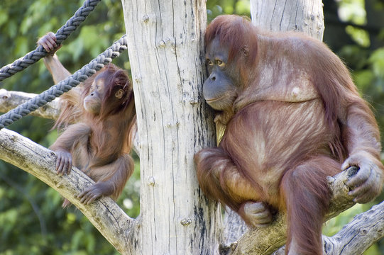 รูปภาพMenschenaffe – เลือกดูภาพถ่ายสต็อก เวกเตอร์ และวิดีโอ2,275 ...