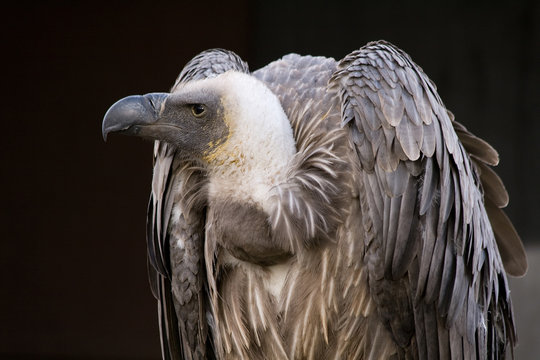 Aasgeier Bilder – Durchsuchen 5,825 Archivfotos, Vektorgrafiken und ...