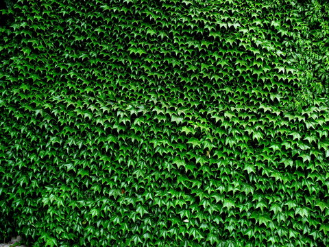 Giftefeu Bilder – Durchsuchen 3,204 Archivfotos, Vektorgrafiken und ...